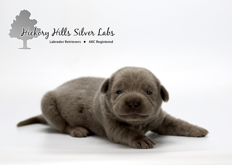 Skye & Huck Litter – August 2023 | Hickory Hills Silver Labs ...